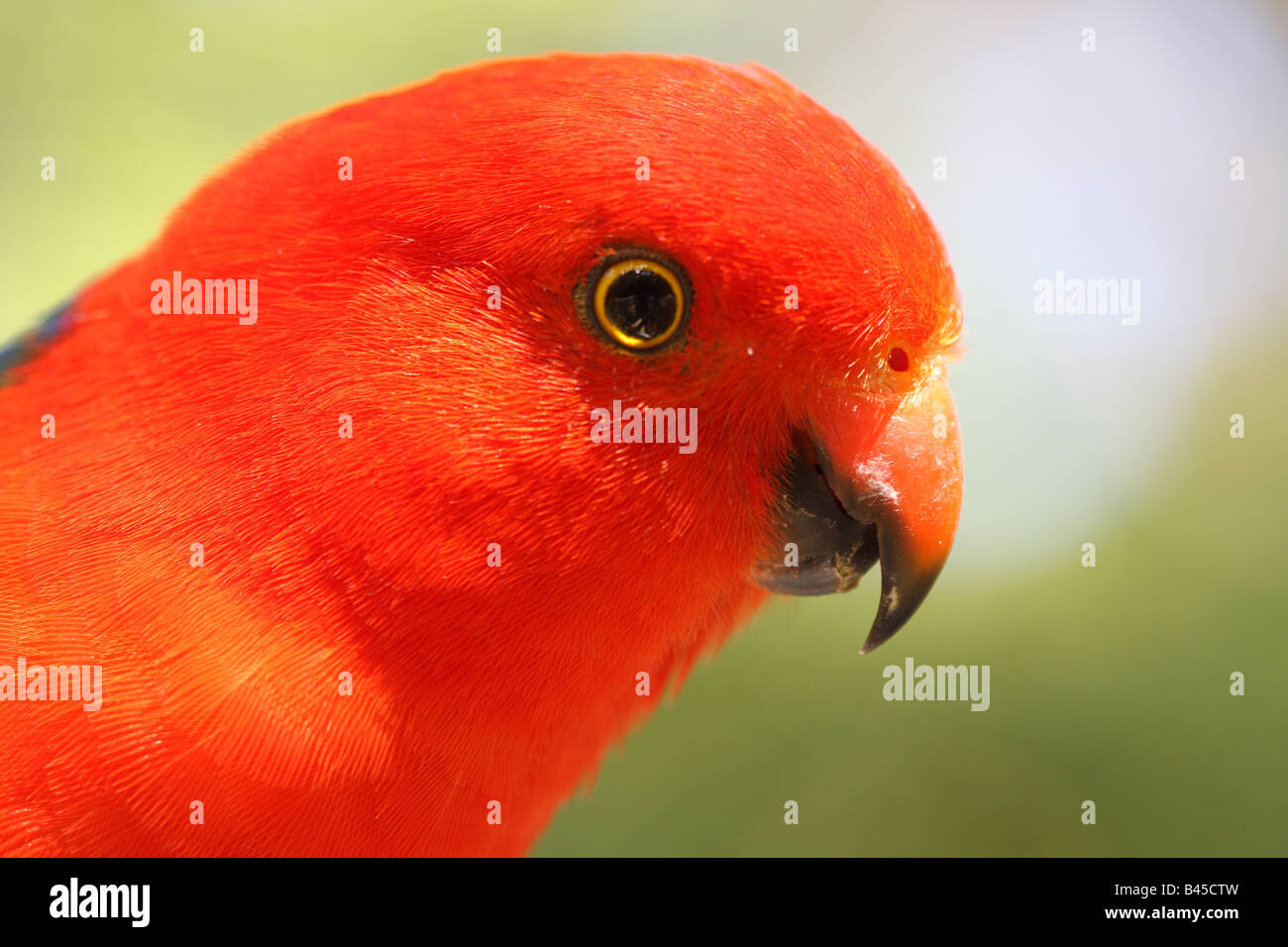 male king parrot head shot Stock Photo - Alamy