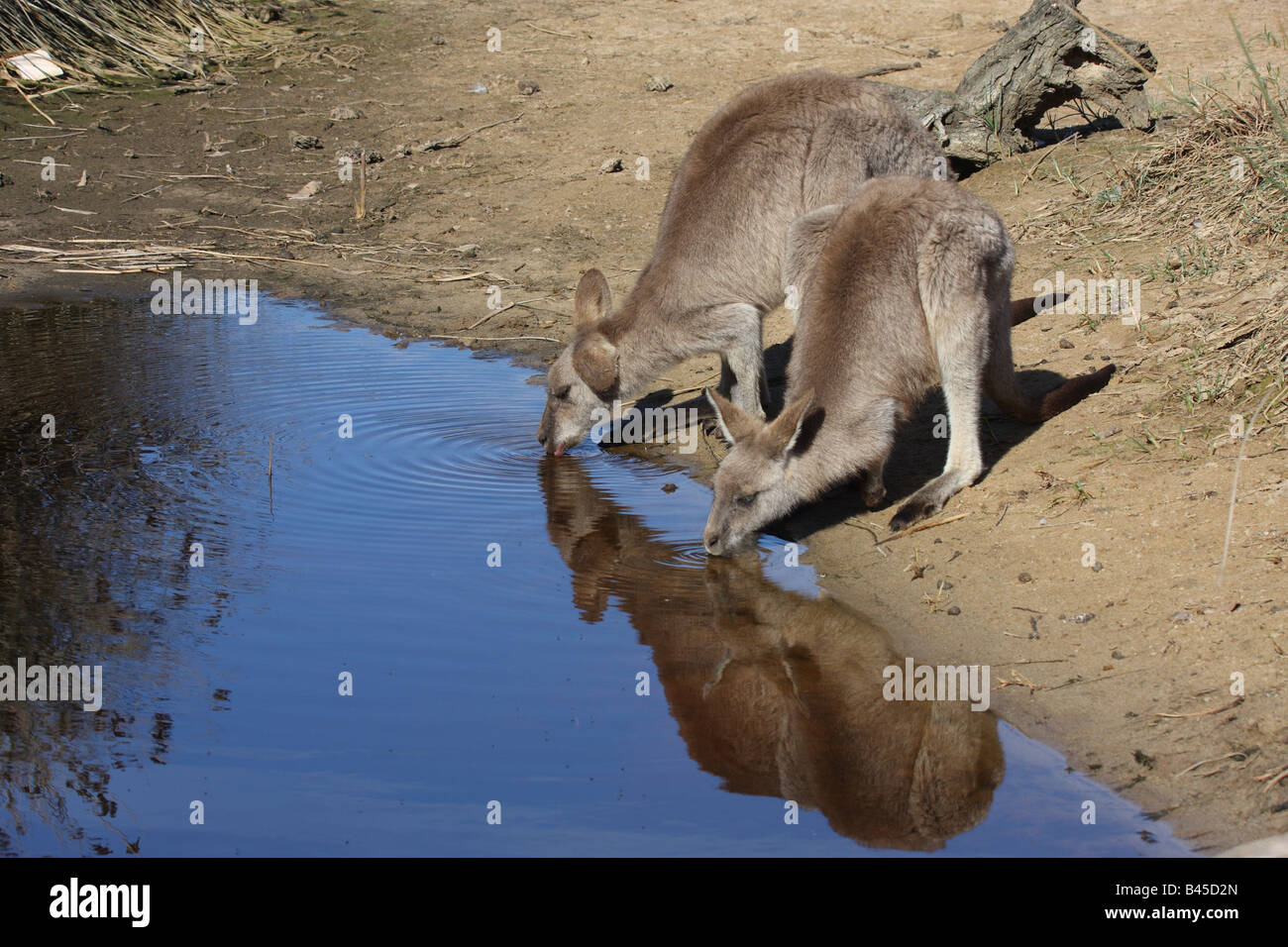 two kangaroos drinking at a waterhole Stock Photo - Alamy