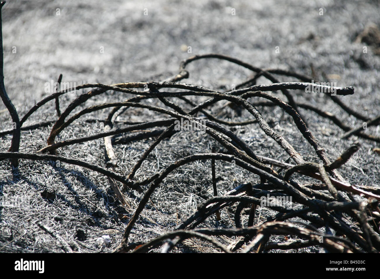burned heather bushes in forest fire attack Stock Photo - Alamy