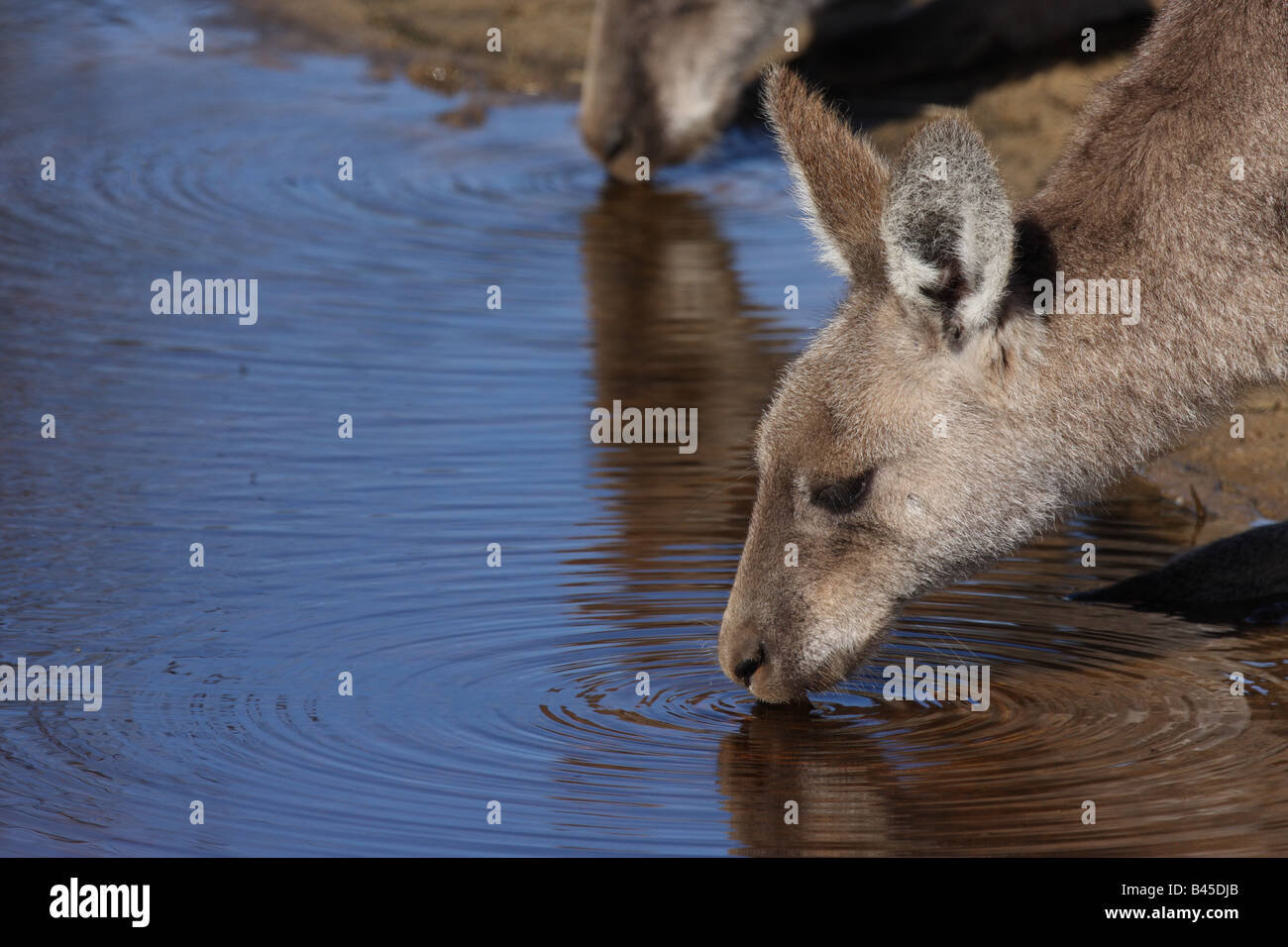 kangaroo drinking at waterhole Stock Photo - Alamy