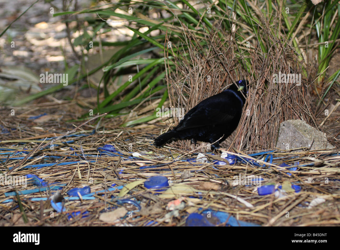 Satin bowerbird hi-res stock photography and images - Alamy