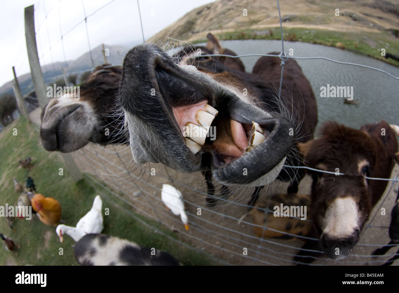 Handout hi-res stock photography and images - Alamy