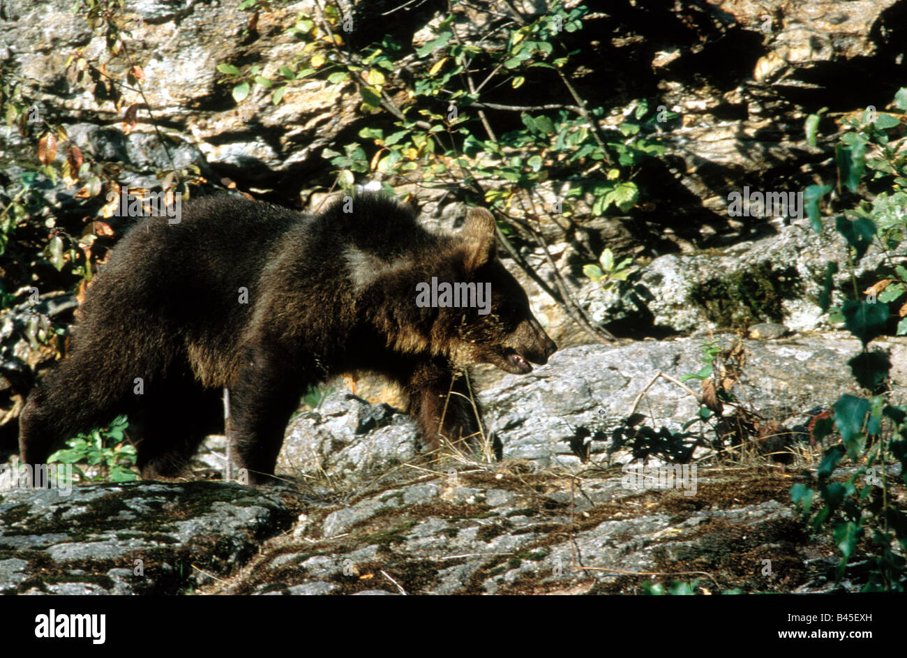 zoology / animals, mammal / mammalian, Ursidae, Brown Bear (Ursus ...