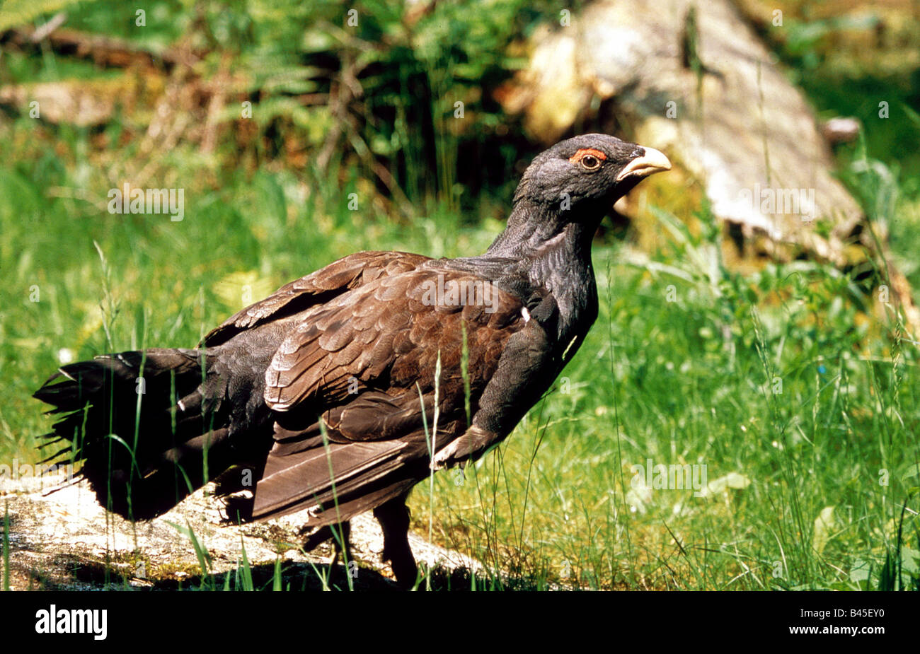 zoology / animals, avian / bird, Tetraonidae, Capercaillie (Tetrao ...
