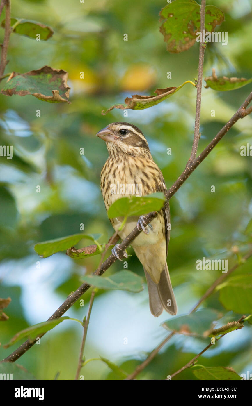 Rose-breasted Grosbeak Pheucticus ludovicianus Stock Photo - Alamy