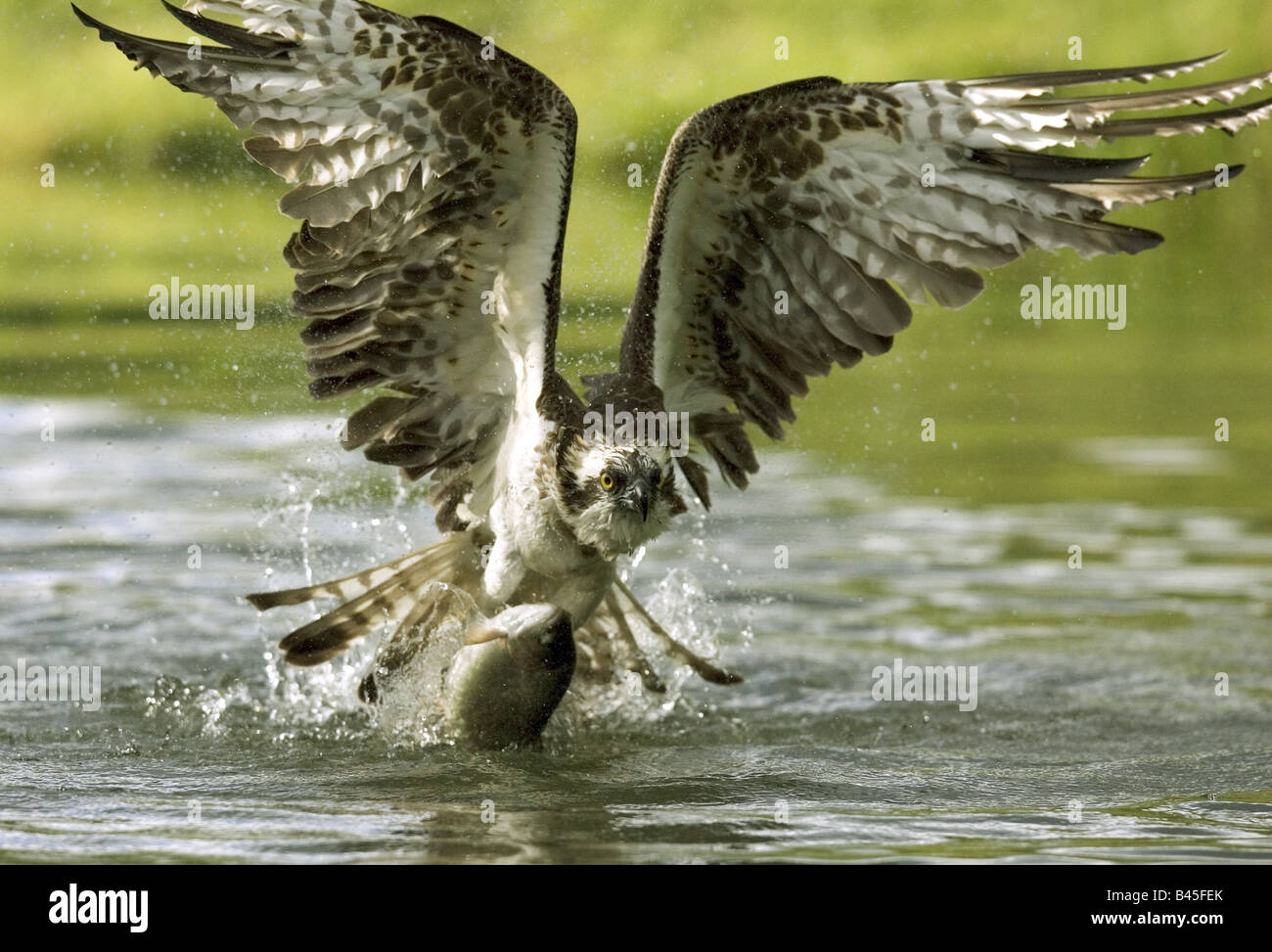 zoology / animals, avian / bird, Pandionidae, Osprey (Pandion haliaetus ...