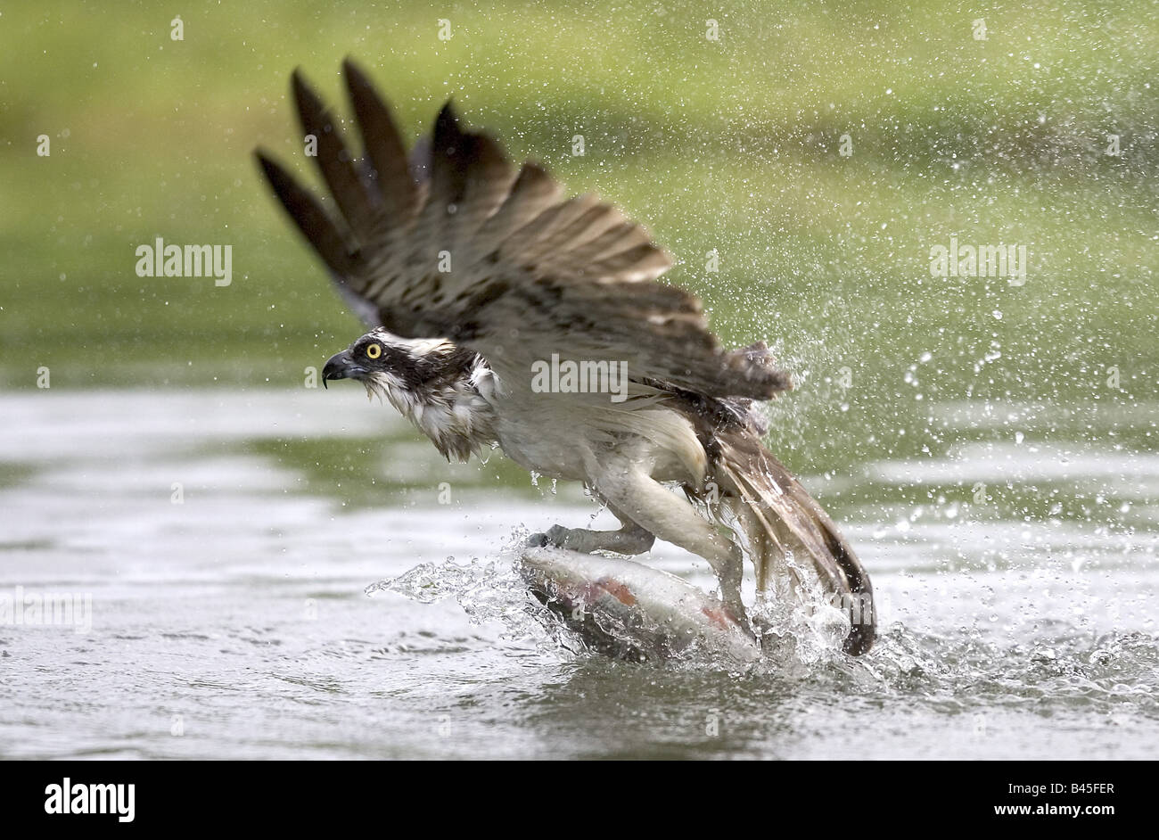 zoology / animals, avian / bird, Pandionidae, Osprey (Pandion haliaetus ...