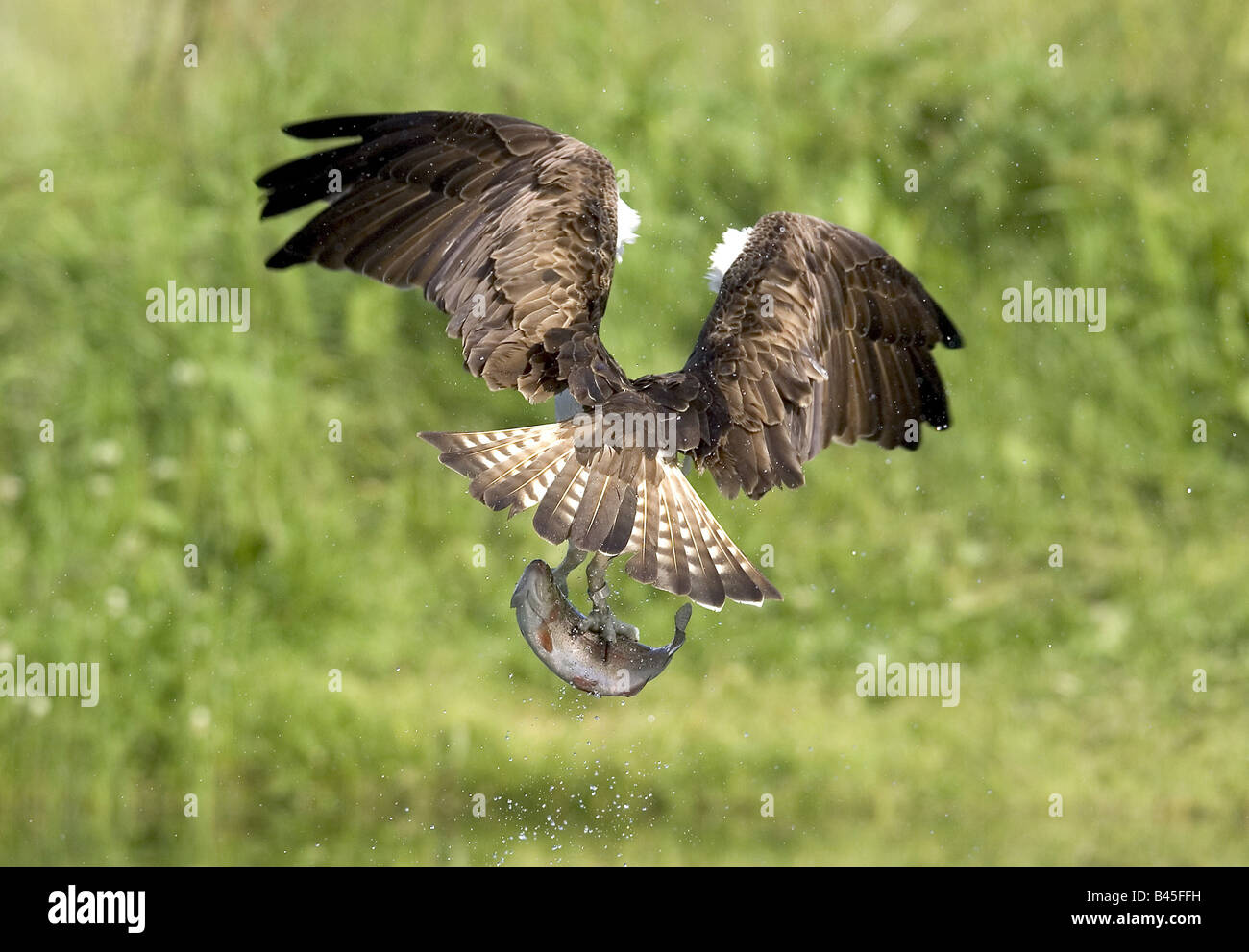 zoology / animals, avian / bird, Pandionidae, Osprey (Pandion haliaetus ...
