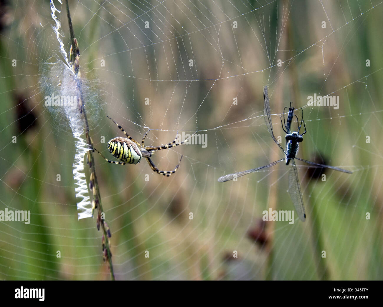 zoology / animals, arachnid, spiders, Wasp Spider, (Argiope bruennichi ...