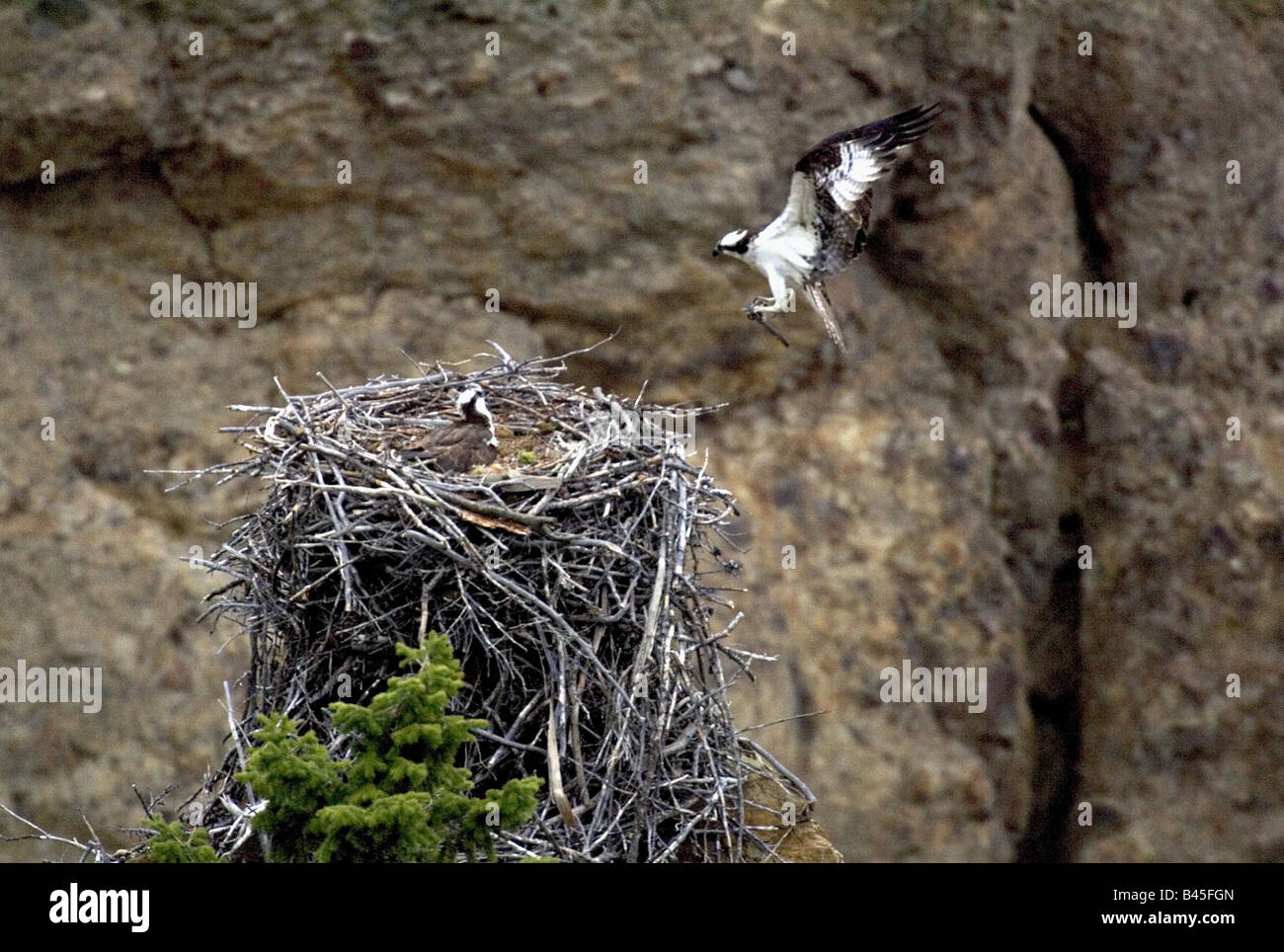 zoology / animals, avian / bird, Pandionidae, Osprey (Pandion haliaetus ...