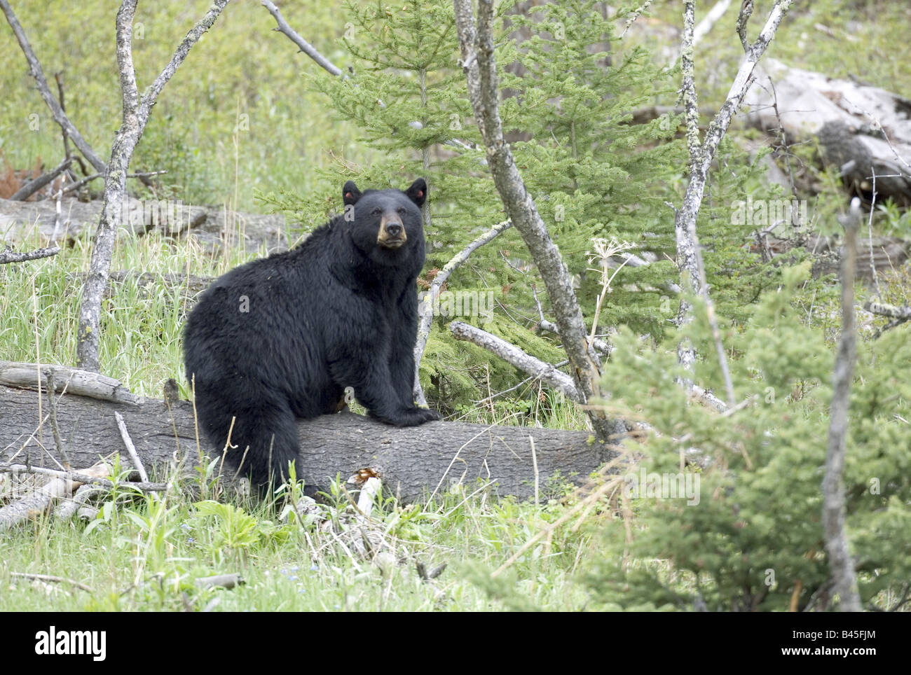 Yellowstone black bears hi-res stock photography and images - Alamy