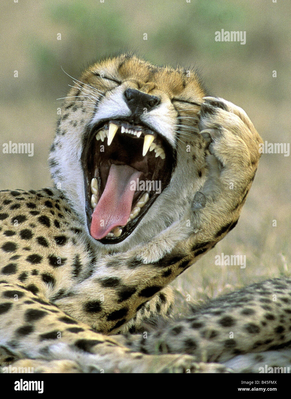 zoology / animals, mammal / mammalian, cheetah, (Acinonyx jubatus ...