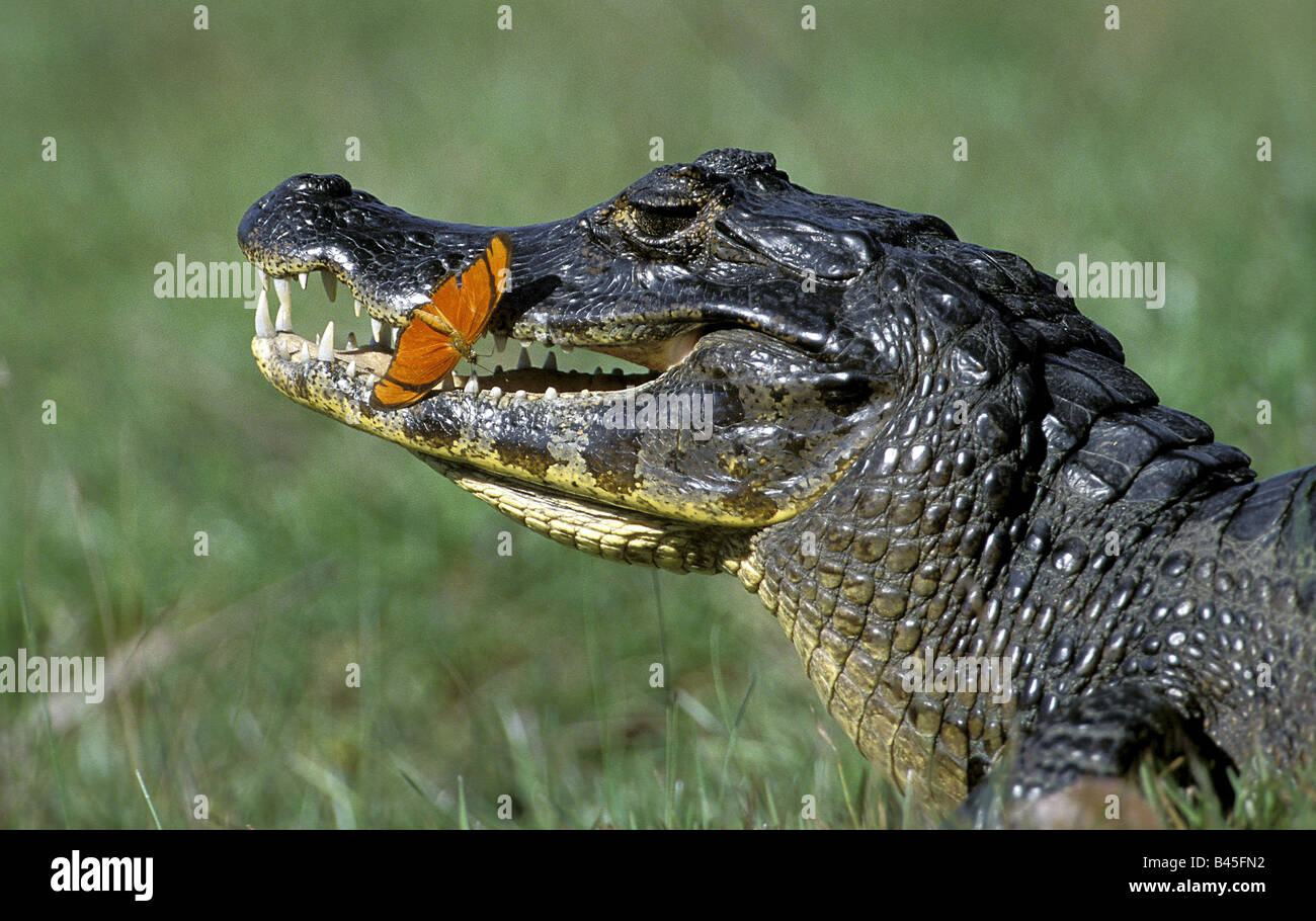 Zoology animals reptiles crocodiles spectacled hi-res stock photography ...