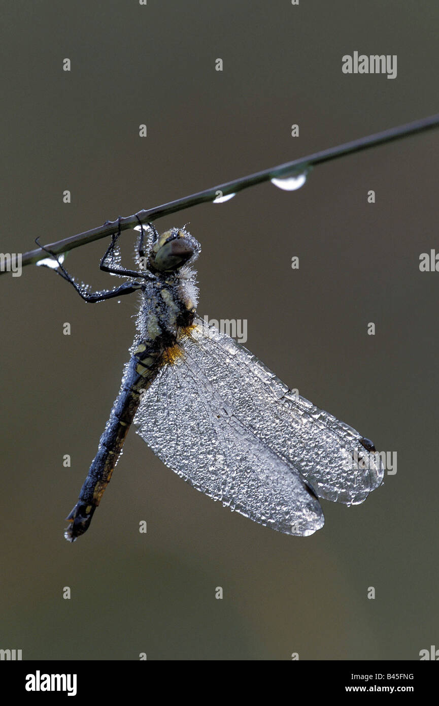 zoology / animals, insect, dragonflies, Black Darter, (Sympetrum danae ...