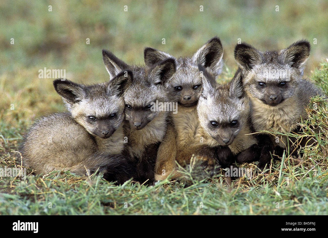 Bat Eared Fox Pups