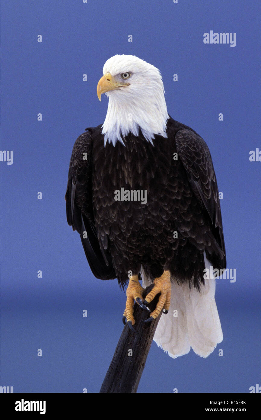 zoology / animals, avian / bird, Accipitridae, Bald Eagle (Haliaeetus ...
