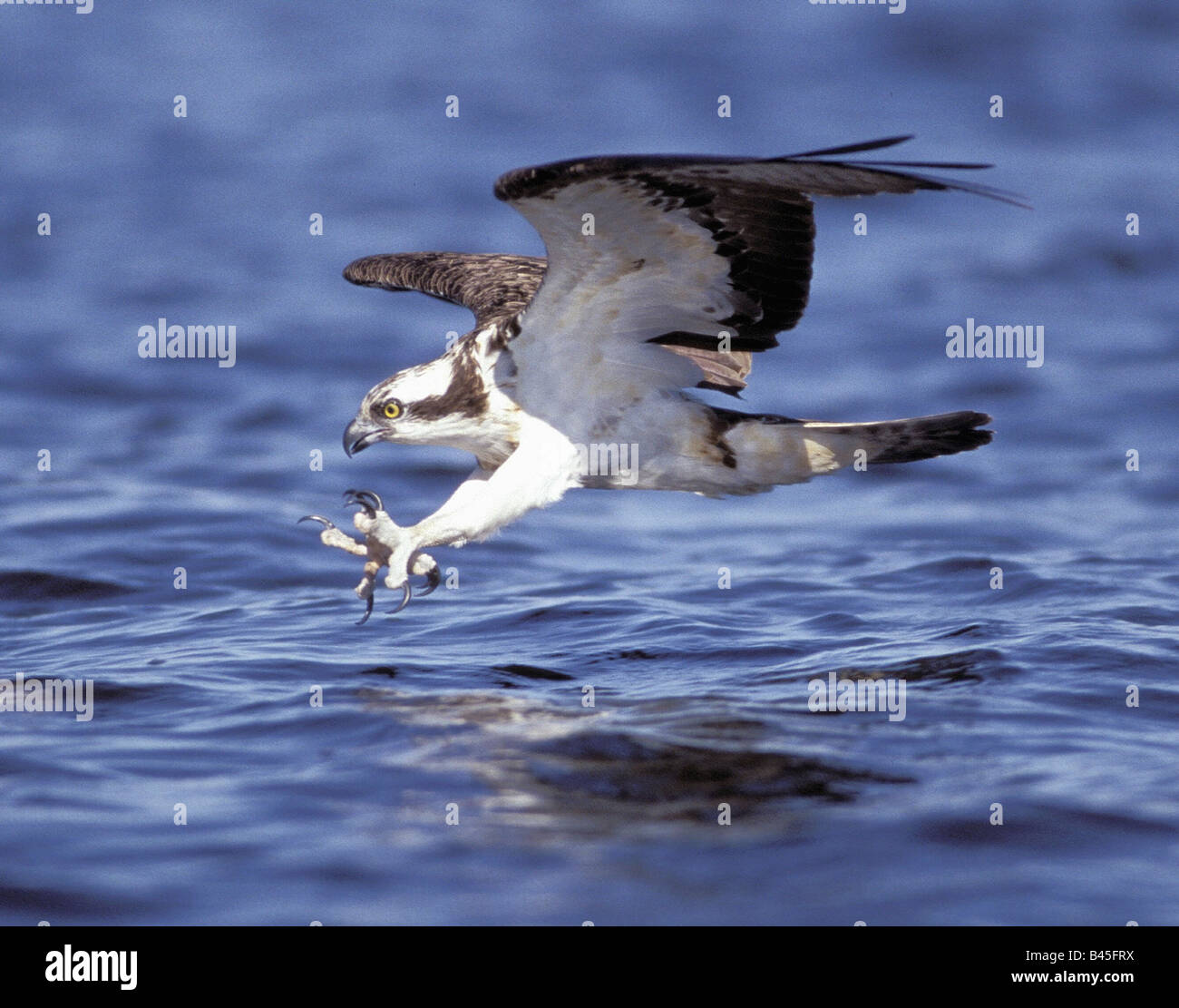 zoology / animals, avian / bird, Pandionidae, Osprey (Pandion haliaetus ...