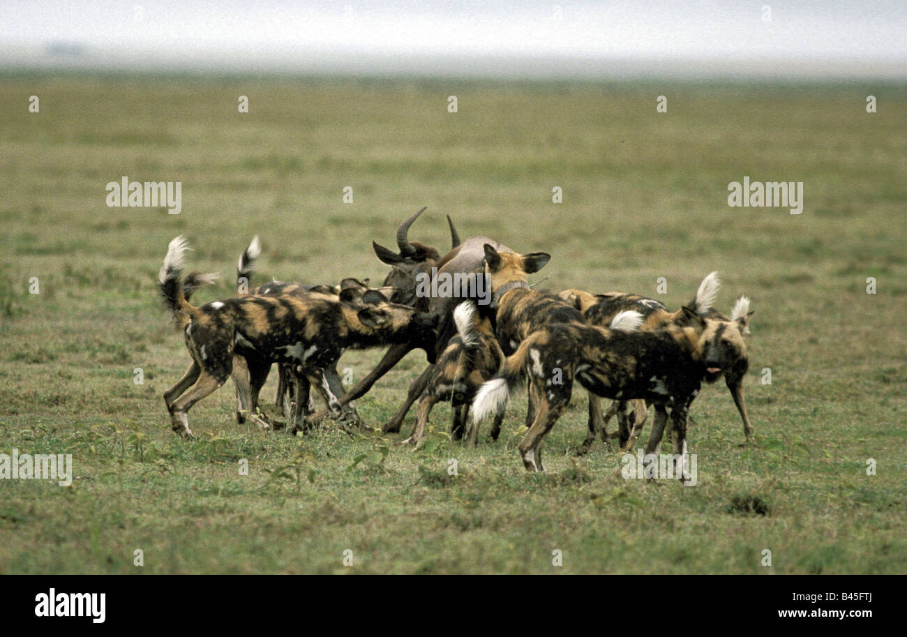 Dogs with wild animals hi-res stock photography and images - Alamy