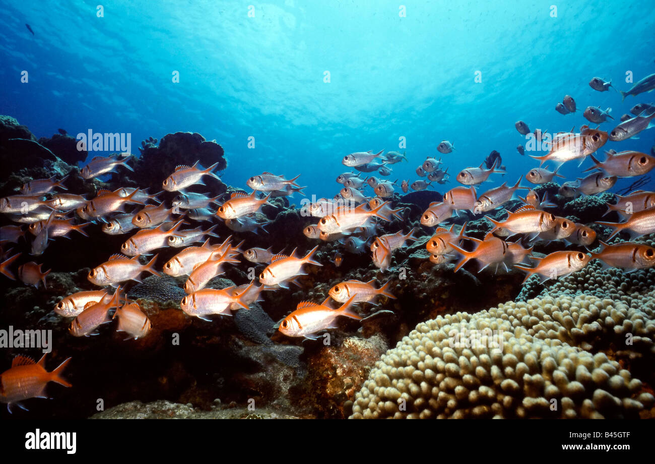 A school of red squirelfish move across a shallow underwater St ...