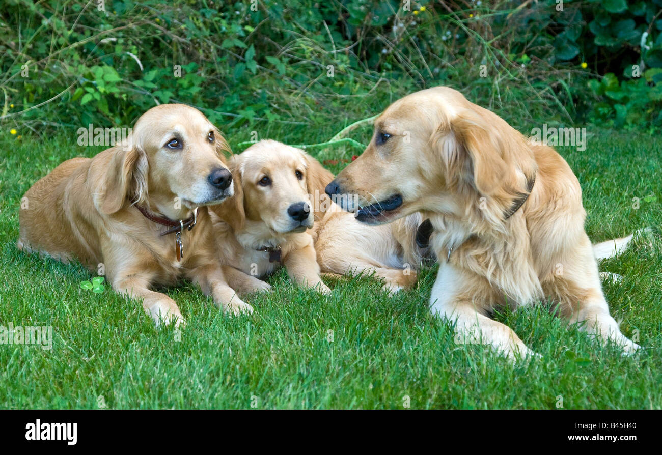 Golden retrievers family hi-res stock photography and images - Alamy
