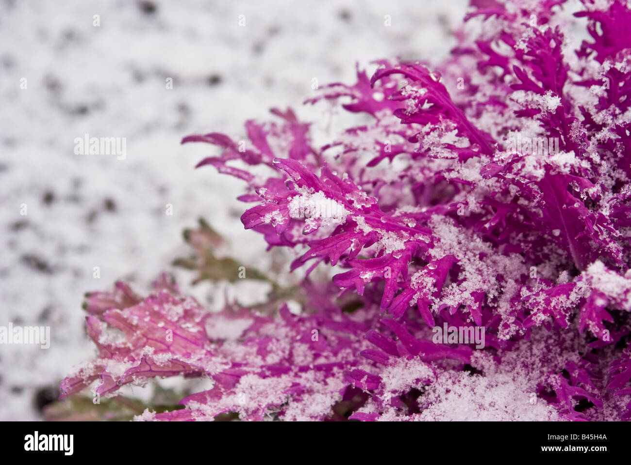 Snow cabbage hi-res stock photography and images - Alamy
