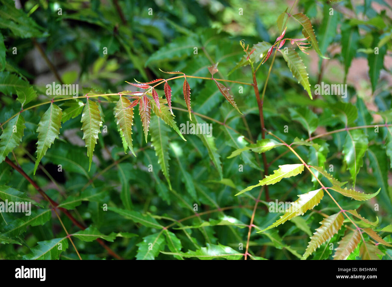 Neem plant hi-res stock photography and images - Alamy