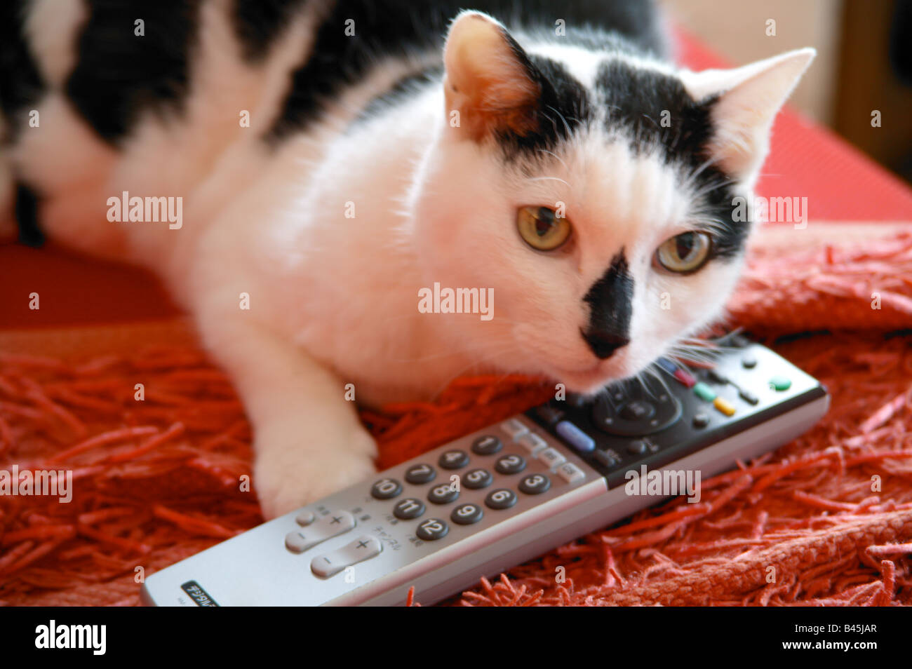 House cat with a TV remote Stock Photo - Alamy