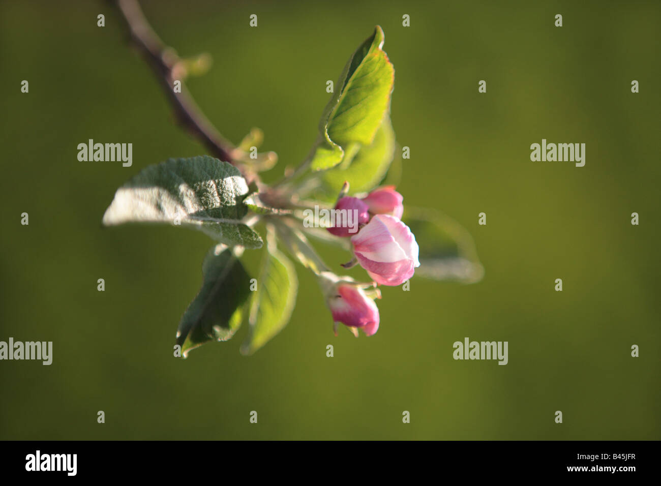 Spring flowers images hi-res stock photography and images - Alamy