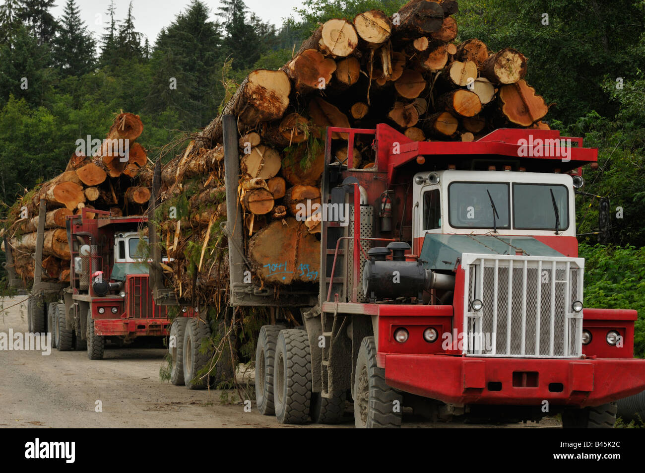 Logging Trucks At Work