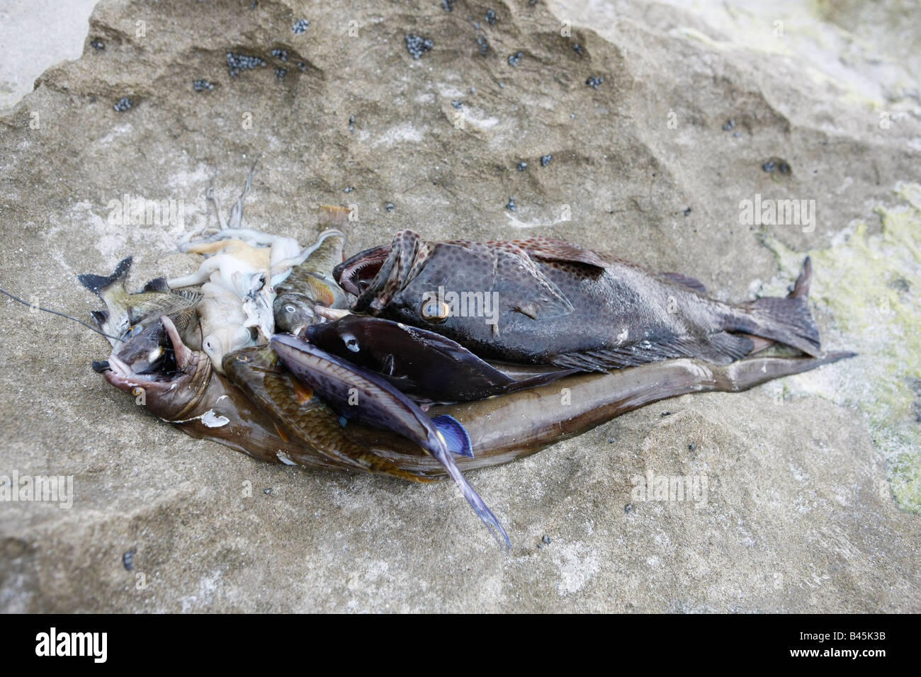 Multiple fish hi-res stock photography and images - Alamy