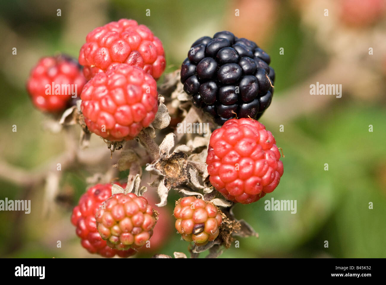 Black and red blackberries (Rubus fructicosus Stock Photo - Alamy