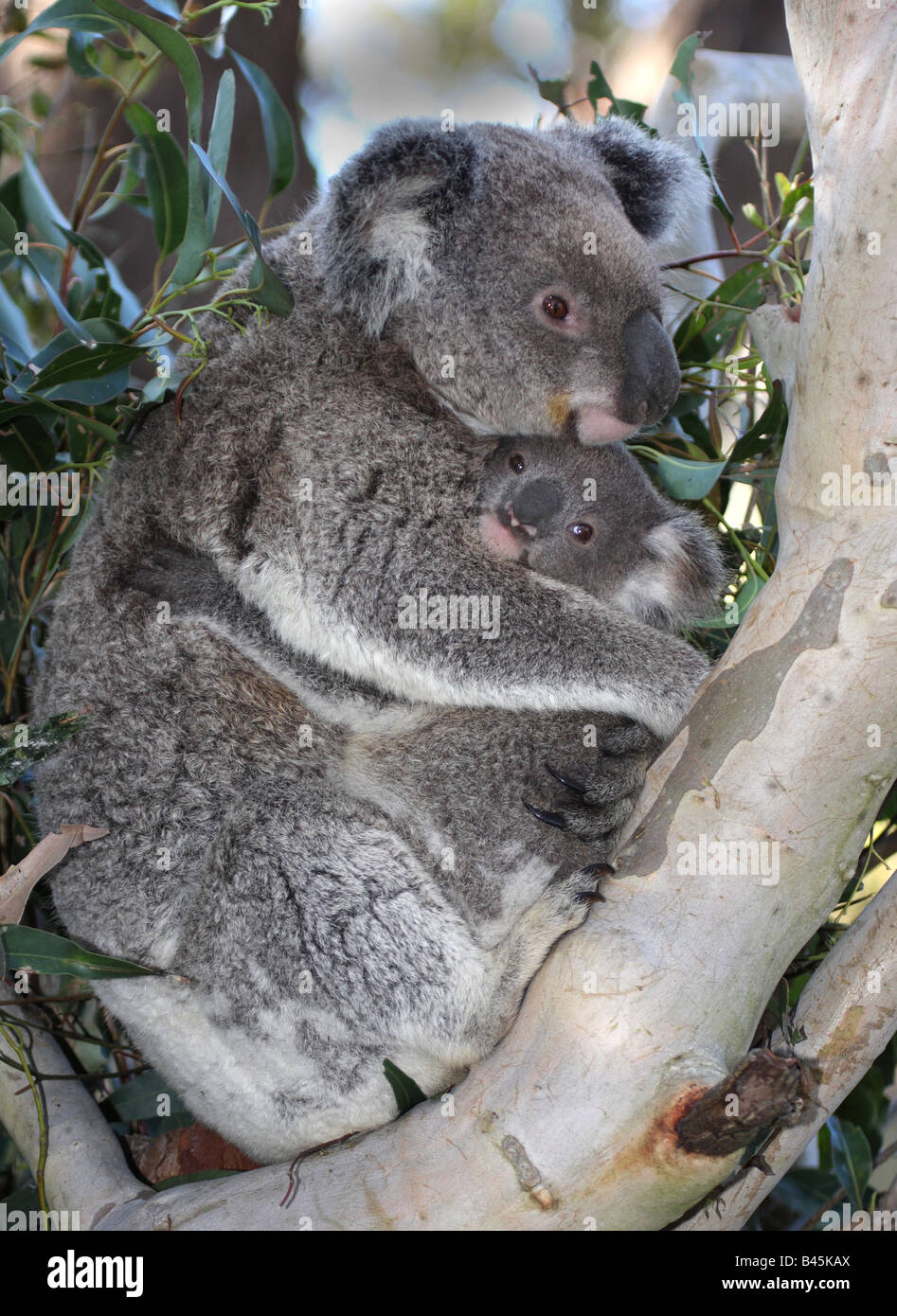 Koalas Hugging People
