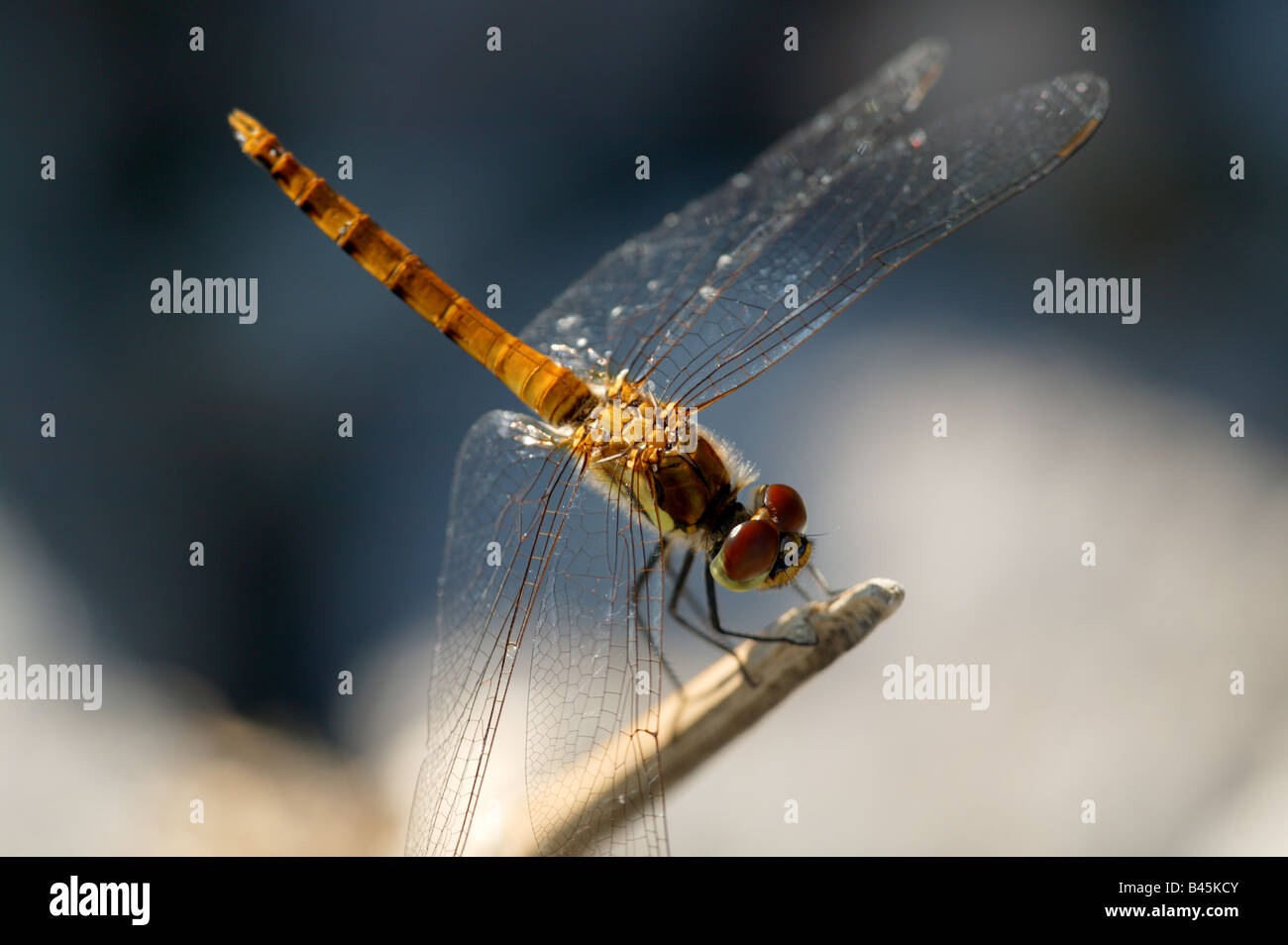 Dragonfly resting on a twig hi-res stock photography and images - Alamy