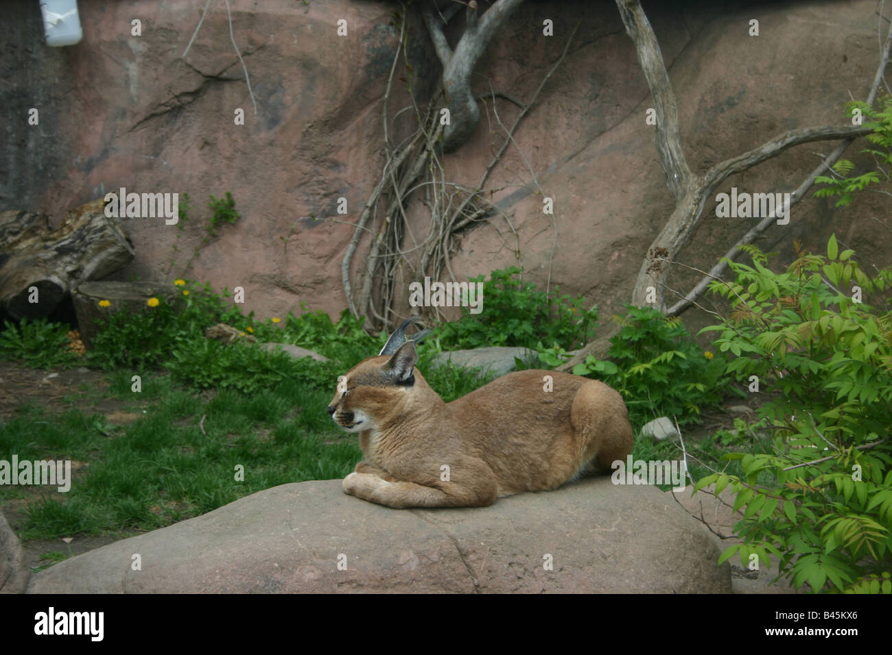 A caracal lynx, native to Africa,sits on a rock in it's enclosure at a ...