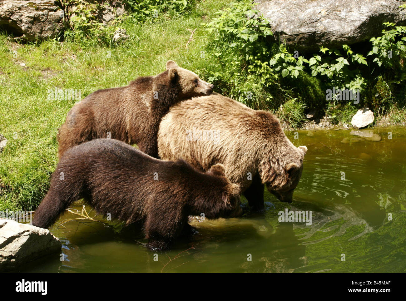 zoology, mammal / mammalian, Ursidae, Brown Bear (Ursus arctos), three ...