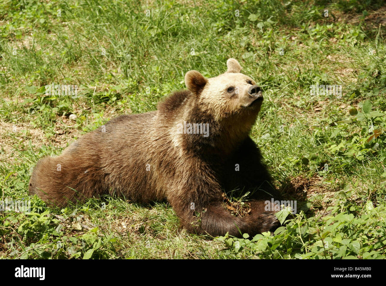 zoology / animals, mammal / mammalian, Ursidae, Brown Bear (Ursus arctos), bear lying in grass ...