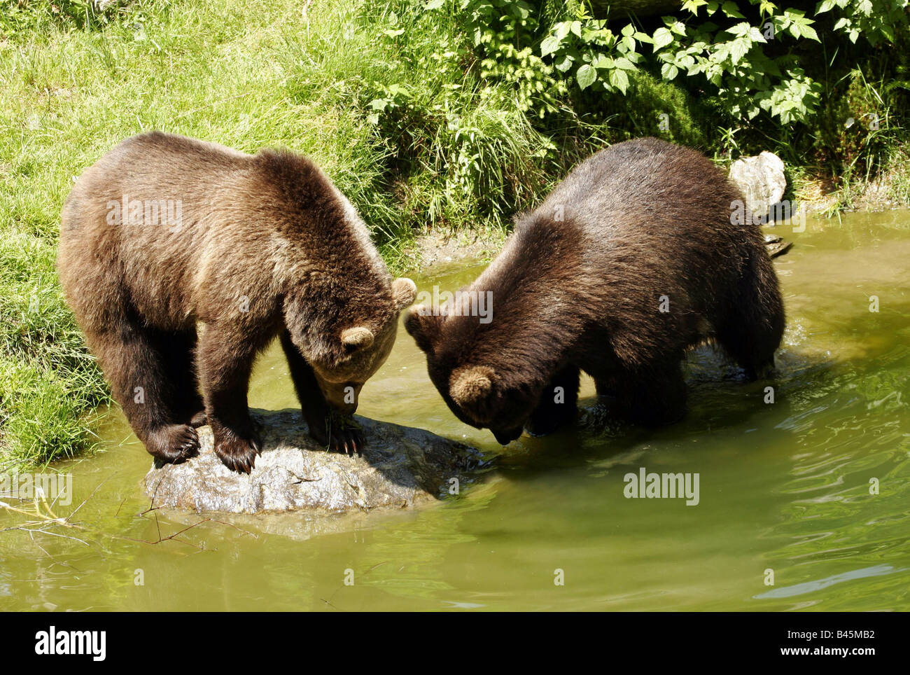 zoology, mammal / mammalian, Ursidae, Brown Bear (Ursus arctos), two ...