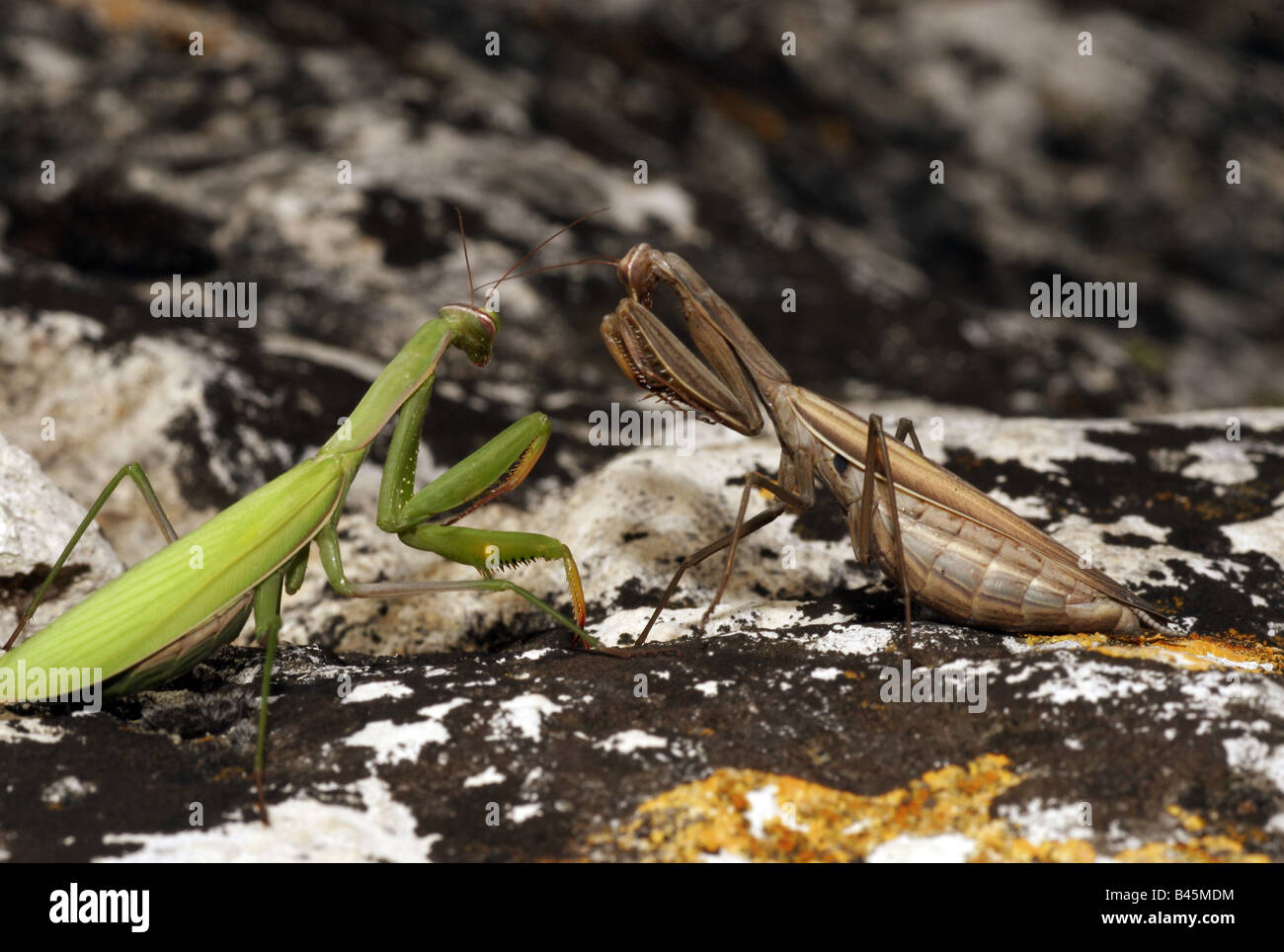 zoology, insect, Mantidae, European mantis (Mantis religiosa), two ...
