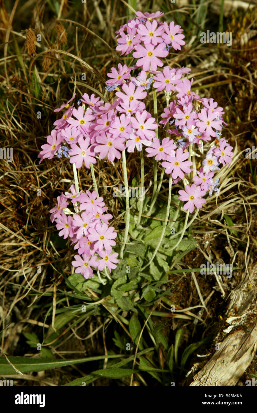 botany, Primula, bird's eye primrose (Primula farinosa), several ...