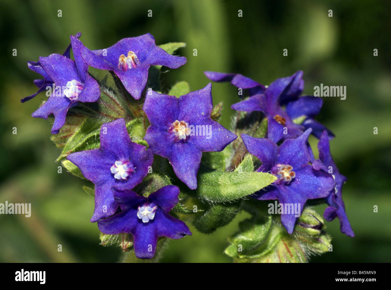 botany, Anchusa, "Common bugloss" (Anchusa officinalis), several ...