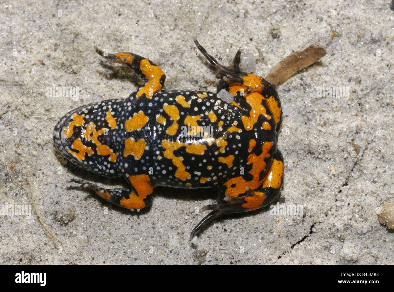 zoology / animals, amphibian, Bombinatoridae, European Fire-bellied ...