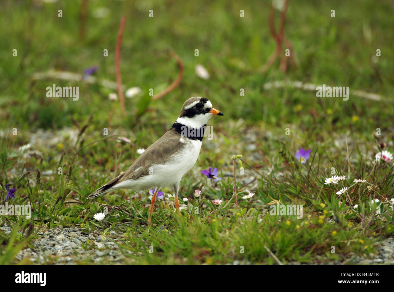 zoology / animals, avian / bird, Charadriidae, Ringed Plover ...
