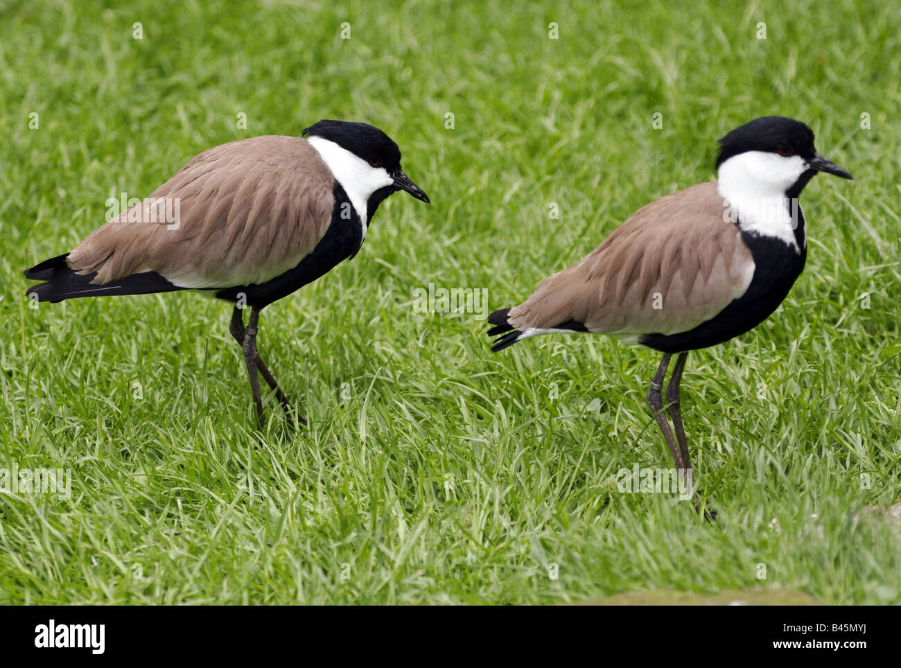 zoology / animals, avian / bird, Charadriidae, Spur-winged Plover ...