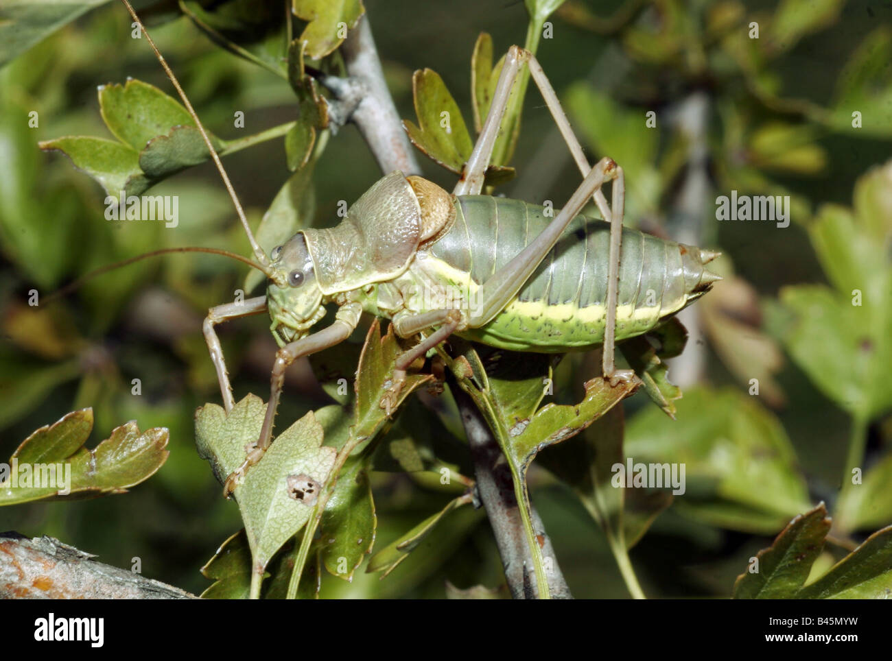 Leitha mountains hi-res stock photography and images - Alamy