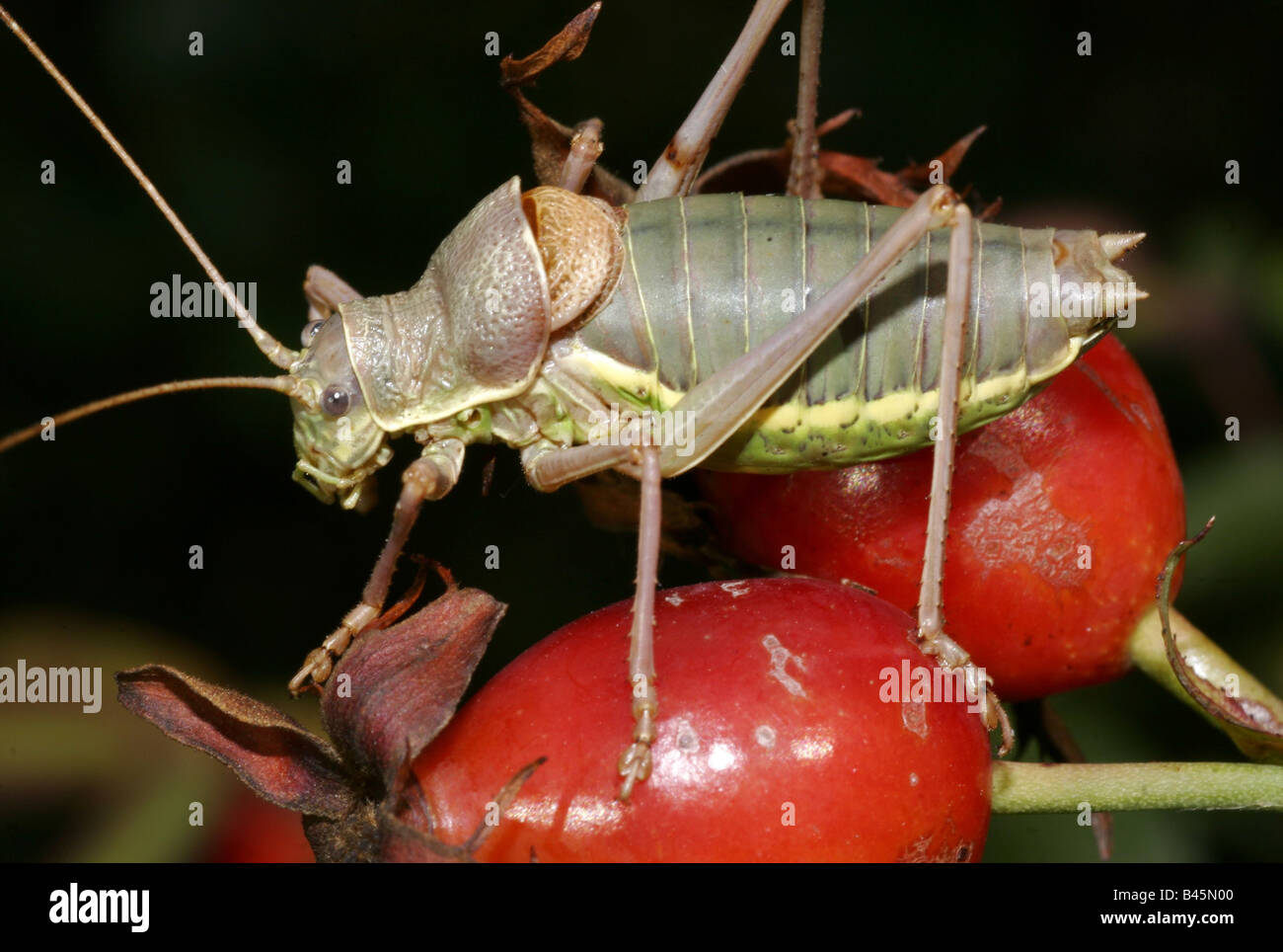 Cricket animals hi-res stock photography and images - Alamy
