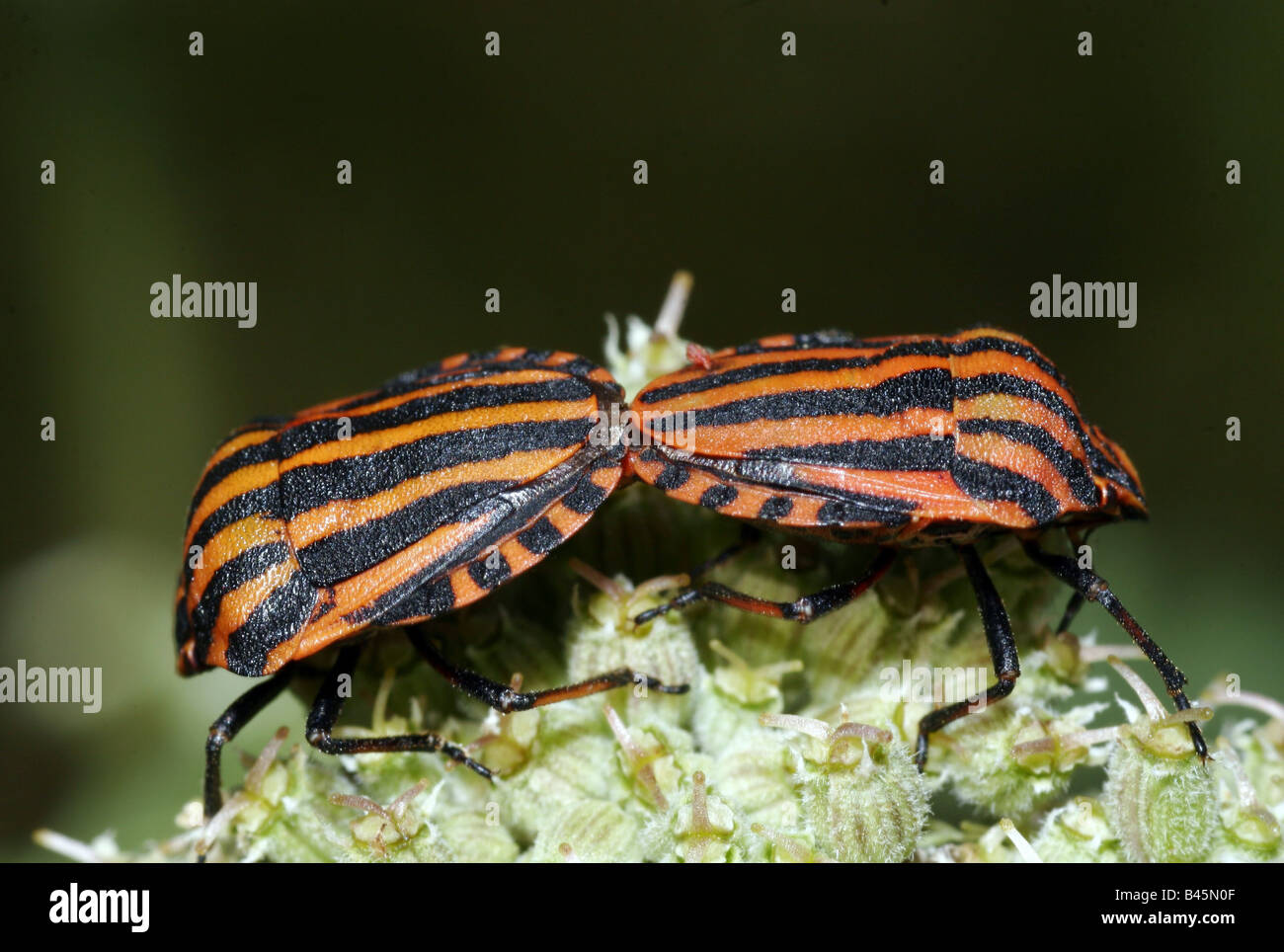 zoology / animals, insect, Pentatomidae, red and black striped stink ...
