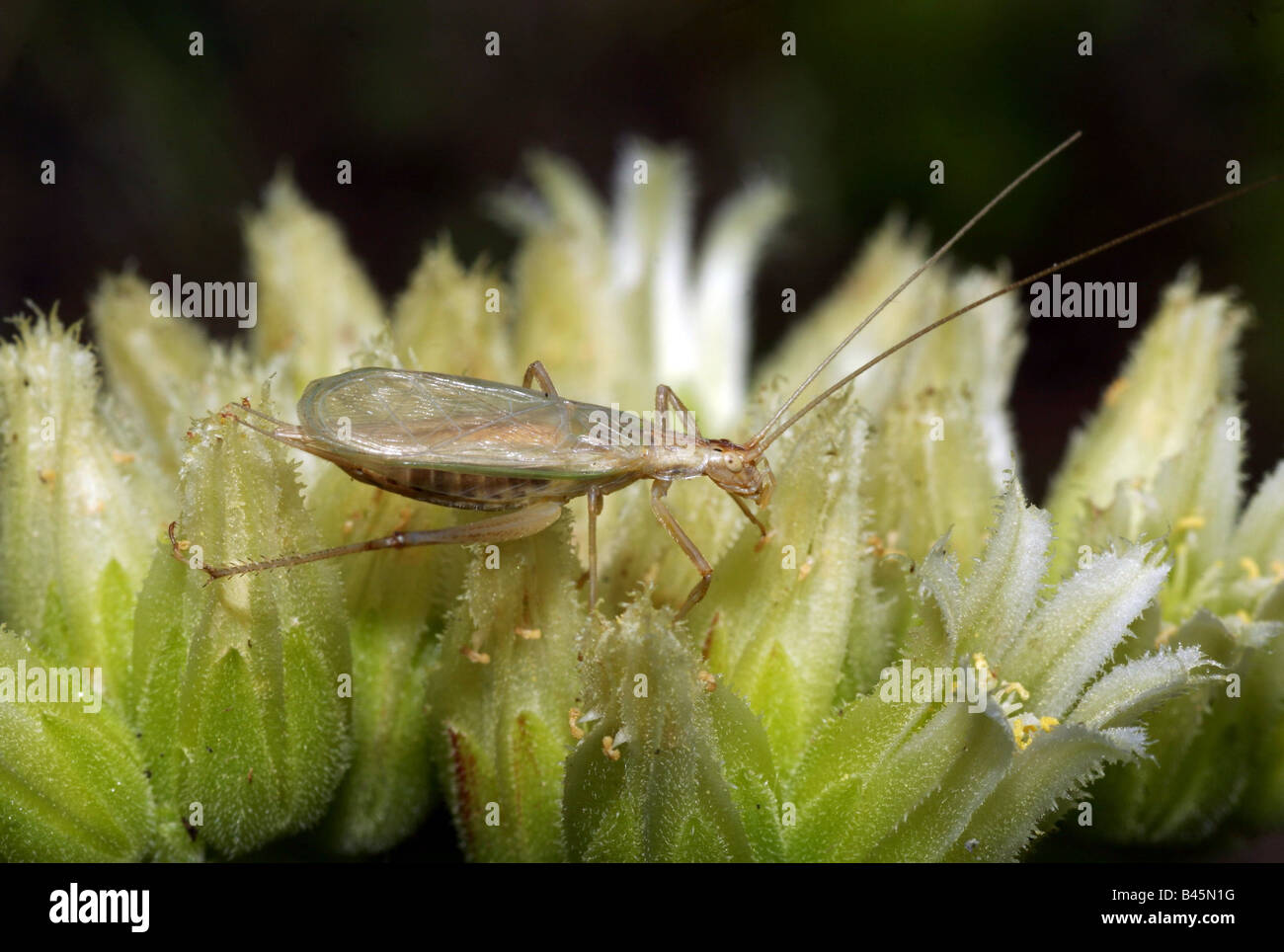 Crickets on leaves hi-res stock photography and images - Alamy
