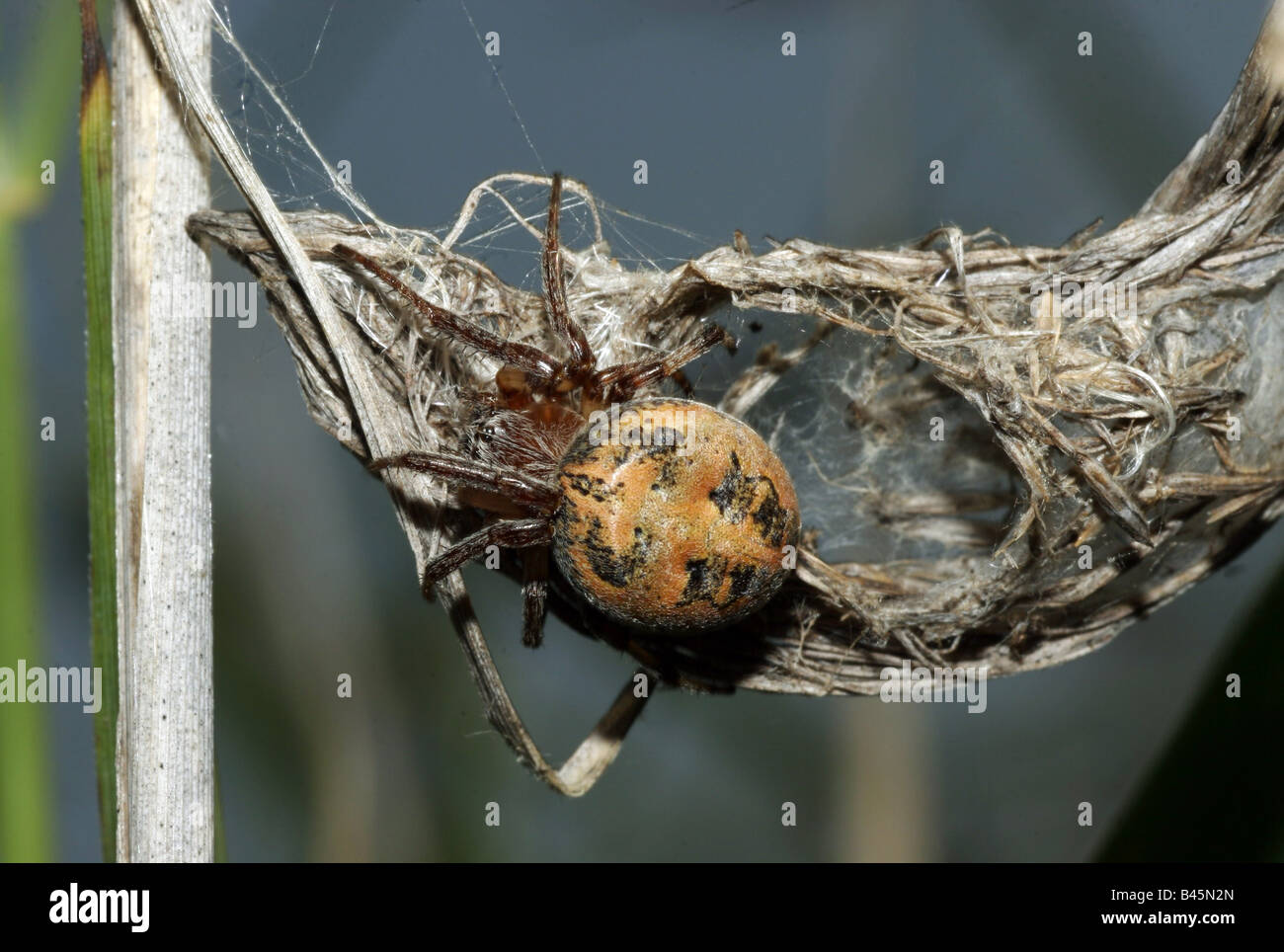 Zoology animals arachnid orb weaver spiders hi-res stock photography ...