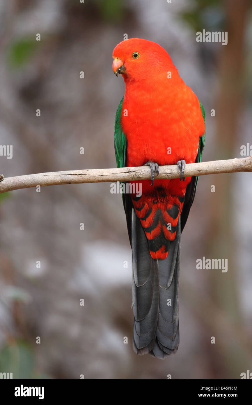 Australian king parrot on hi-res stock photography and images - Alamy