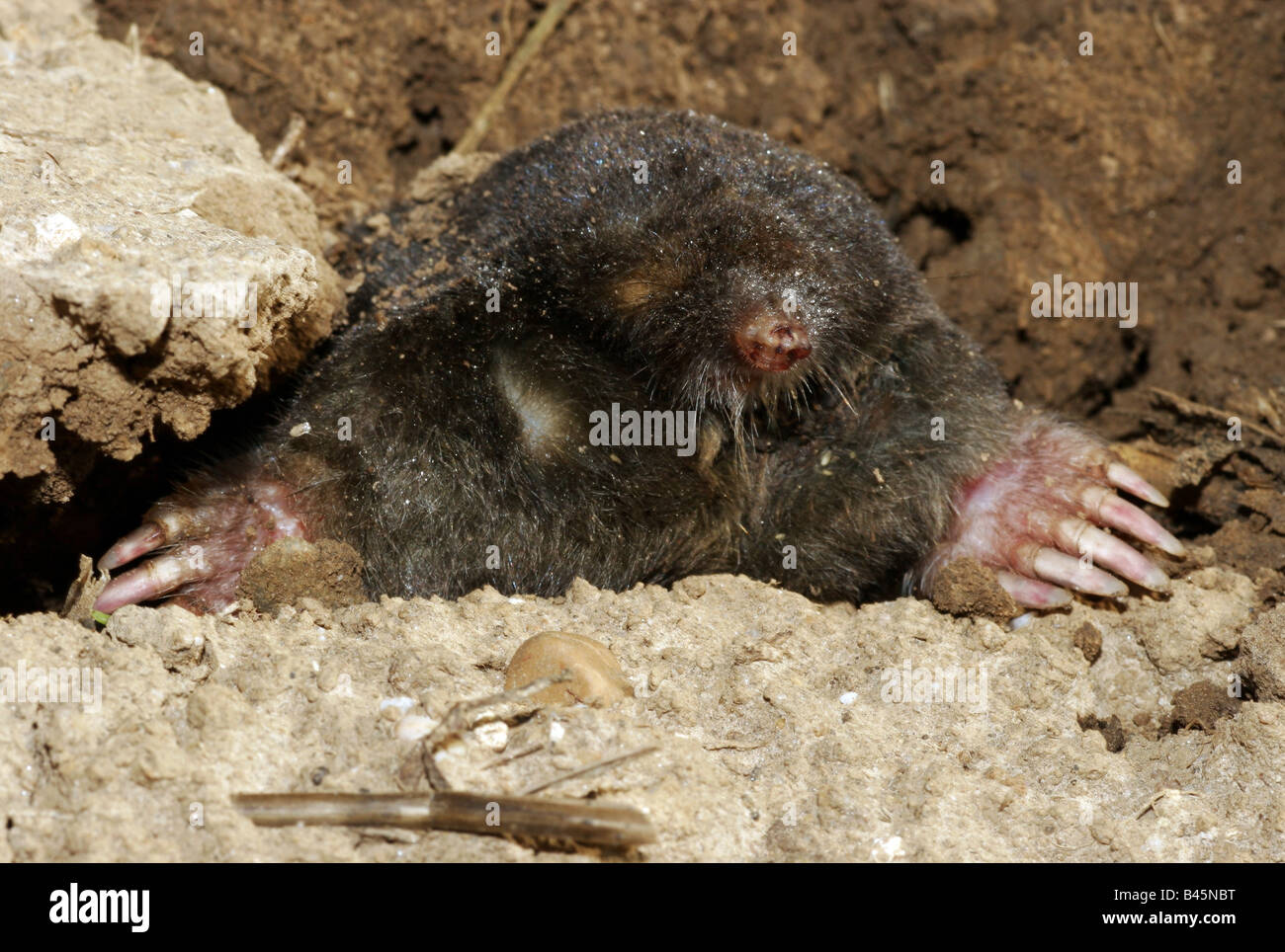 Talpidae hi-res stock photography and images - Alamy